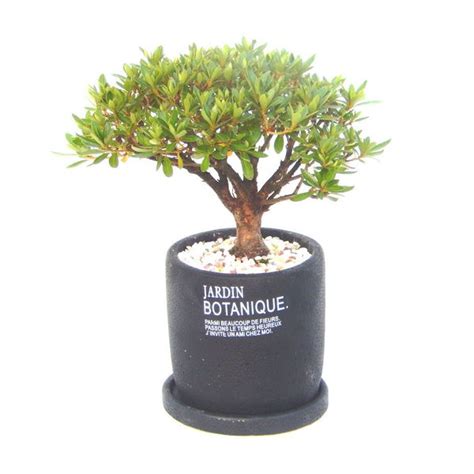 大盃 皐月 さつき サツキ 盆栽 小品盆栽 素おしゃれな盆栽鉢付き ミニ盆栽 皐月盆栽 送料無料 Tokyobonsai Minne 国内最大級のハンドメイド・手作り通販サイト