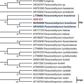 Phylogenetic Tree Was Constructed Based On ITS Sequences Bootstrap