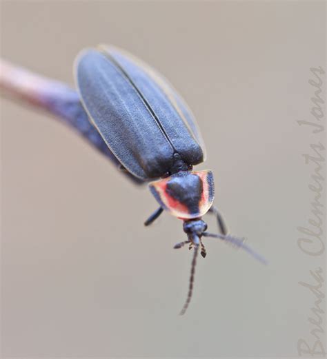 Lightning Bug Lightning Bug