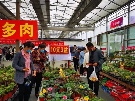 花博看商河观赏增收两相宜 鲜切花成新宠 区县新闻 舜网新闻