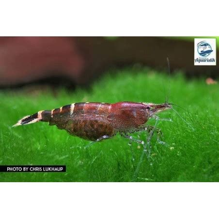 Caridina Cf Babaulti Var Malaya