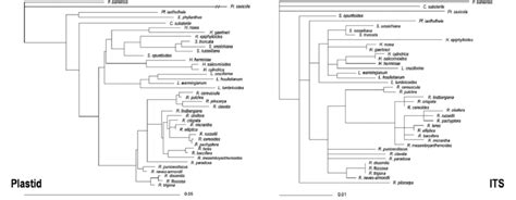 Maximum Likelihood Phylograms Resulting From The Analysis Of Plastid