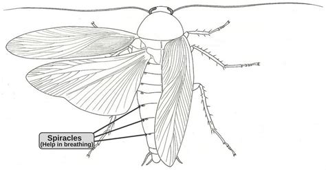Cockroach Breathe Through Roach Cockroach Insect