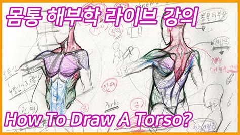 3월 2일 라이브 강의 몸통 해부학 강의 Youtube