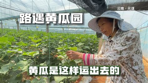 云南楚雄元谋路遇黄瓜园黄瓜原来是这样种植运出去的辛苦 YouTube