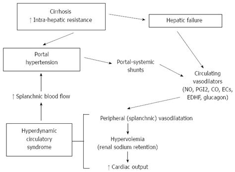 Splanchnic Vasodilation And Hyperdynamic Circulatory Syndrome In Cirrhosis Pmc