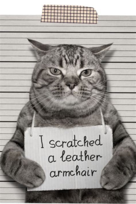Why Do Cats Scratch Furniture Artofit