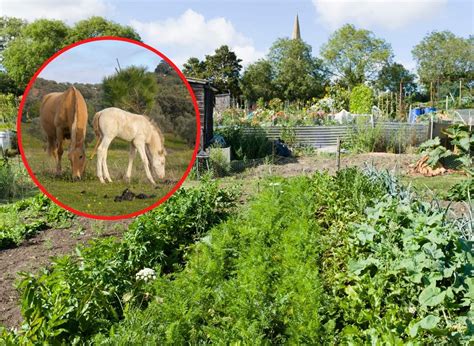 Nawożenie obornikiem końskim Jakie ma właściwości i do czego można go stosować Deccoria pl