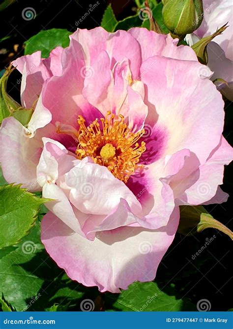 Fragile Pretty Pink Shades Of Beauty Stock Image Image Of Plant Purple 279477447