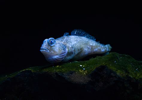 Genova S Aquarium On Behance