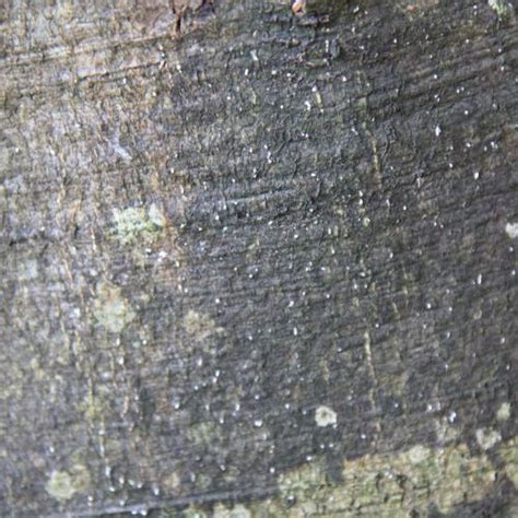 Cryptococcus Fagisuga Woolly Beech Scale