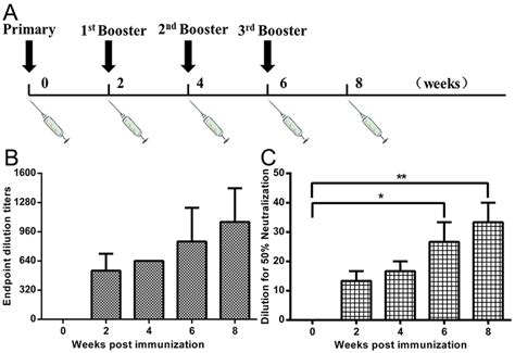 Nhp Immunization Procedure Rbd Specific Antibody And Neutralizing