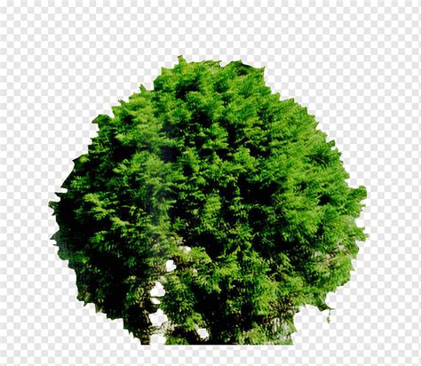 Arboles Imagen Del árbol Arboles Planta Png Pngwing