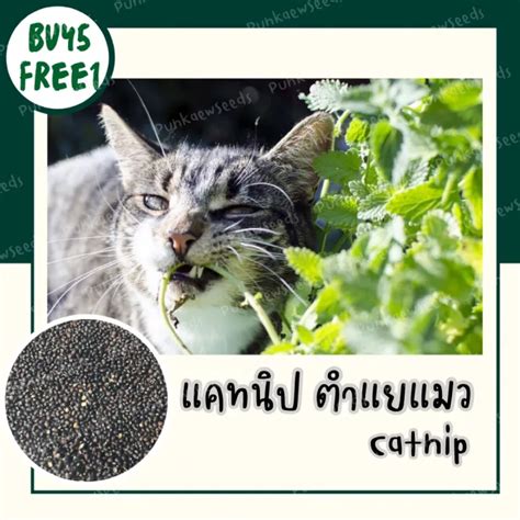 พรอมสง เมลดพนธ แคทนป ตำแยแมว Catnip Seed เมลดพนธแท100