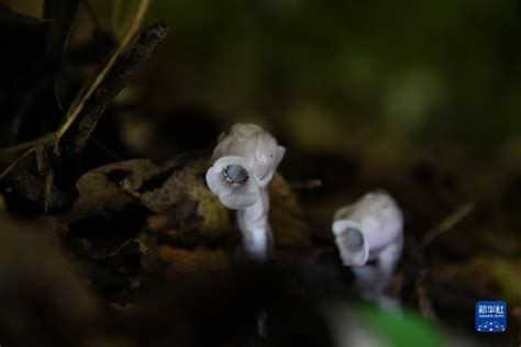 微视界萌萌的球果假沙晶兰 新浪图片
