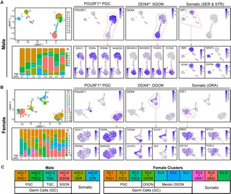 Ligandreceptor Interactions Elucidate Sex Specific Pathways In The