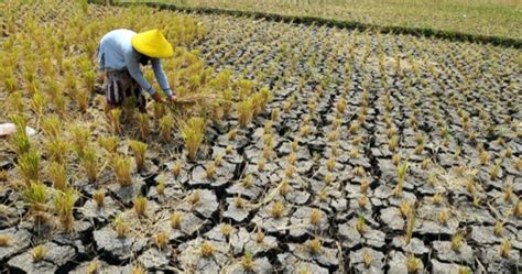 NTB Siaga Darurat Kekeringan Sendapaleba