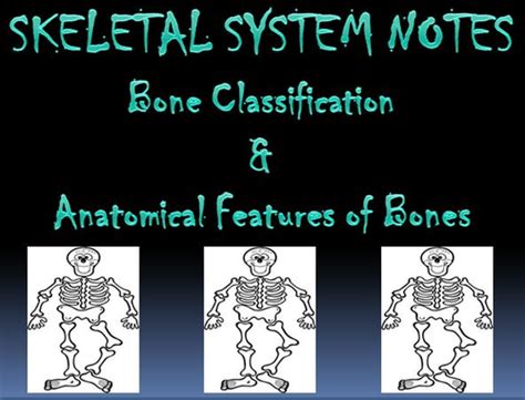 Skeletal System Notes Bone Classification And Features Powerpoint