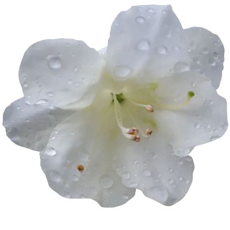 Rhododendron Simsii Planch 23610144 Png