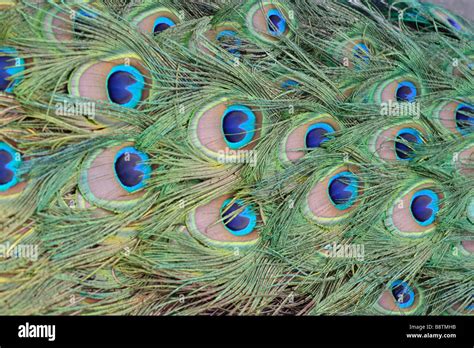 Peacock Pattern India Hi Res Stock Photography And Images Alamy
