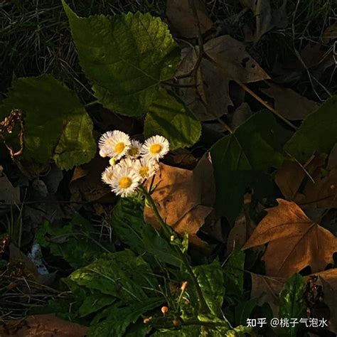 哪句话让你心生安宁？ 知乎