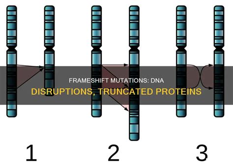 Frameshift Mutations Dna Disruptions Truncated Proteins Medshun