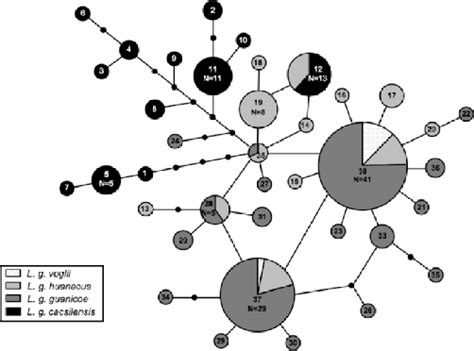 —minimum Spanning Network For Lama Guanicoe Representing The Download Scientific Diagram