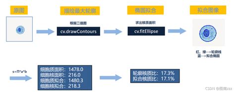 Python Opencv计算细胞核质比、轮廓描绘、椭圆拟合、gui手动调整阈值、自定义函数自动检测阈值python怎么画细胞图 Csdn博客