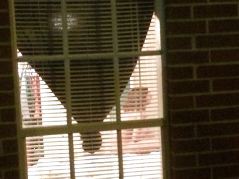 Window Porn Pictures Xxx Photos Sex Images 1555036 Pictoa