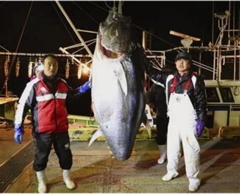大間の1本釣りマグロが初競りで最高値 岡ちゃんの釣り馬鹿日記