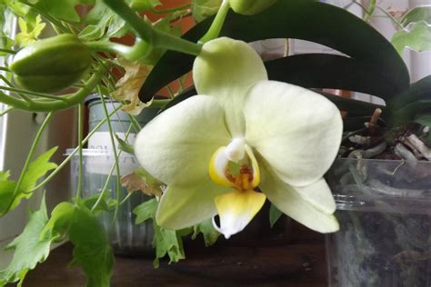 Flower Plant Orchid Free Photo On Pixabay Pixabay