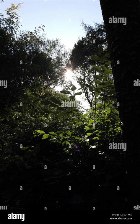Tree Dark Green Leaves Standing Rising Right Foreground Hi Res Stock Photography And Images