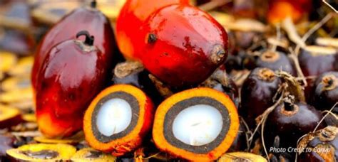 Simplot Crf Pupuk Npk Teknologi Nasa Majalah Sawit Indonesia