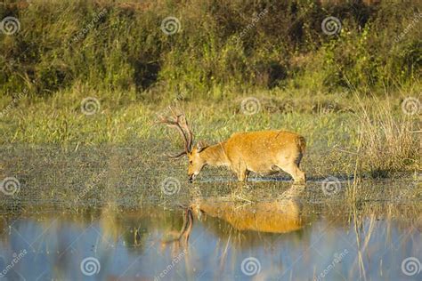Mature Male Barasingha Eating In Water Stock Image Image Of Horns