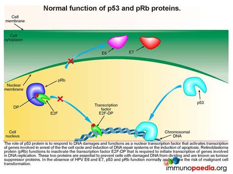 Normally Function Of P53 And Prb Proteins Immunopaedia