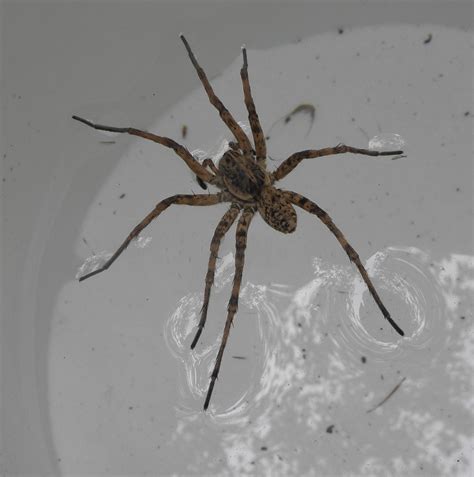 Hermit Musings Floating Spider