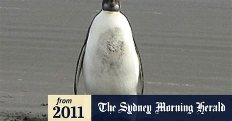 Penguin Takes Wrong Turn Ends Up In New Zealand
