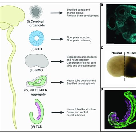 In Vitro Models Of Neural Tube Development A In Vitro Download Scientific Diagram