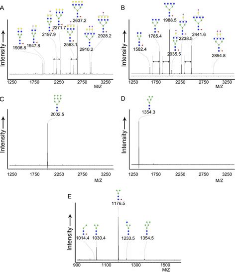 Mass Spectrometric Glycan Analysis Of Different Sh5 3 N7 Preparations