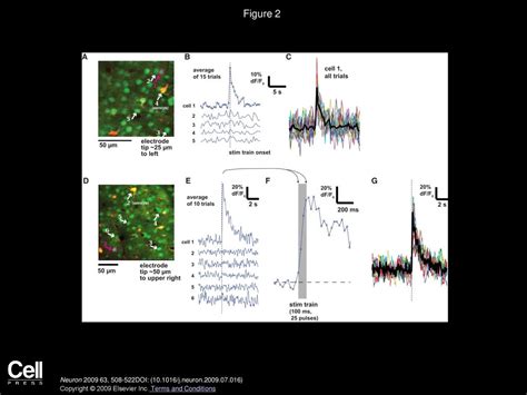 Direct Activation Of Sparse Distributed Populations Of Cortical