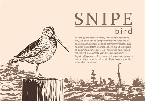 Snipe 182832 Vector Art At Vecteezy