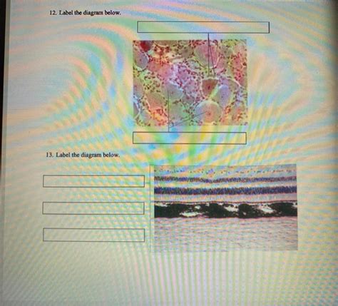 Solved Label The Diagram Below Label The Diagram Chegg Com