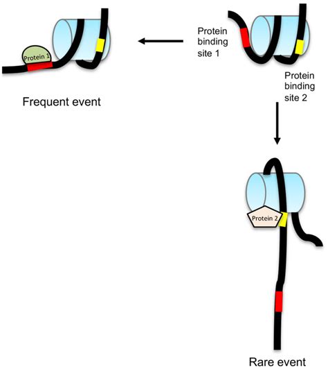 The Distinct Incidences Of Dna Binding Proteins In Nucleosomes Binding