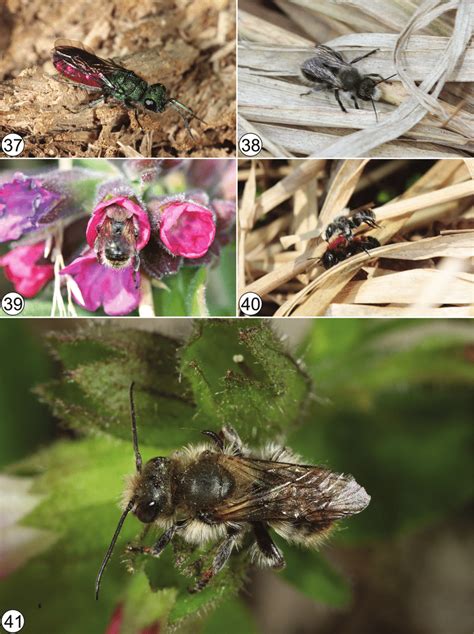 Brood Parasites And Male Mating Strategy Of Osmia Pilicornis