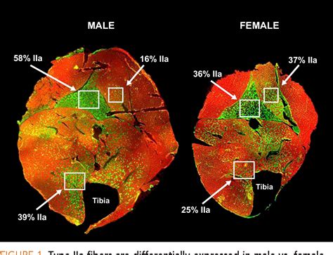 Table 2 From Sex Based Differences In Skeletal Muscle Kinetics And