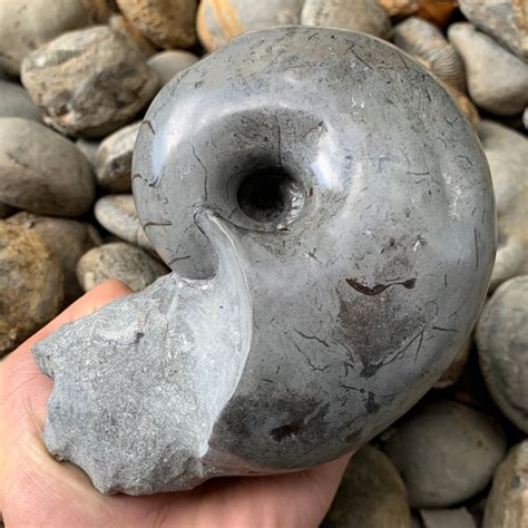 Nautilus Shell Fossil Whitby North Yorkshire Jurassic Coast