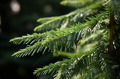 户外的松树高清图片下载 正版图片600793569 摄图网