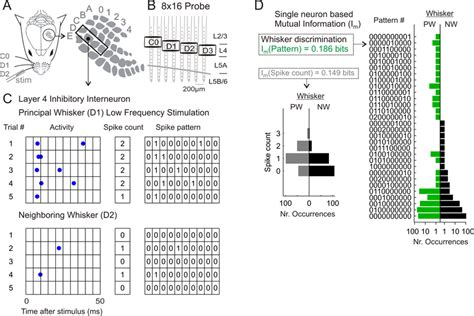 representation of single neural responses by spike counts and spike