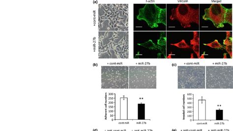Microrna 27b Mir 27b Suppresses Colon Cancer Cell Adhesion And