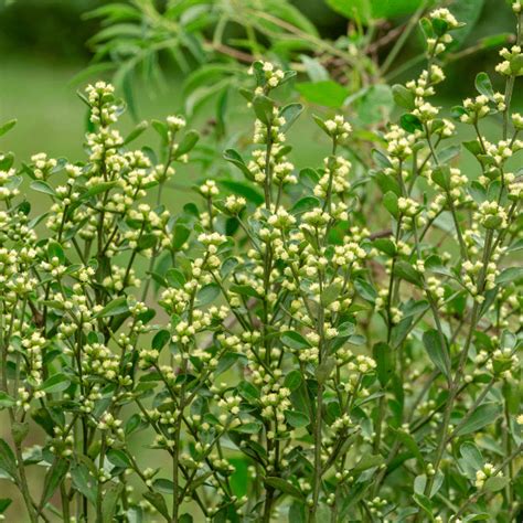 Sea Myrtle Shrub